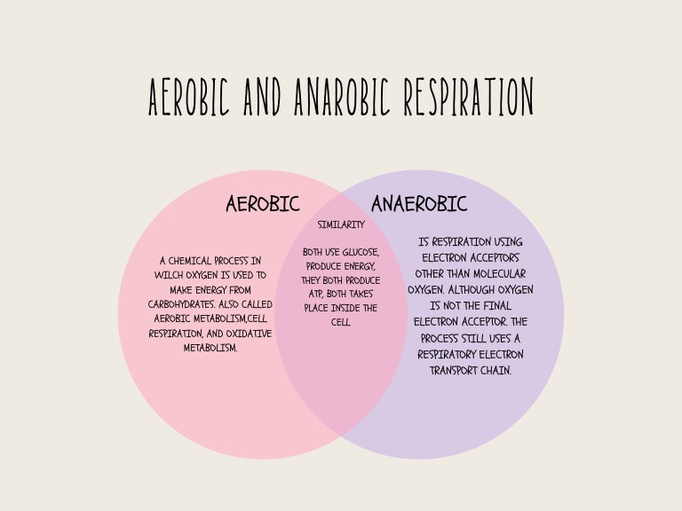 Aerobic and Anaerobic Respiration Diagram | PDF