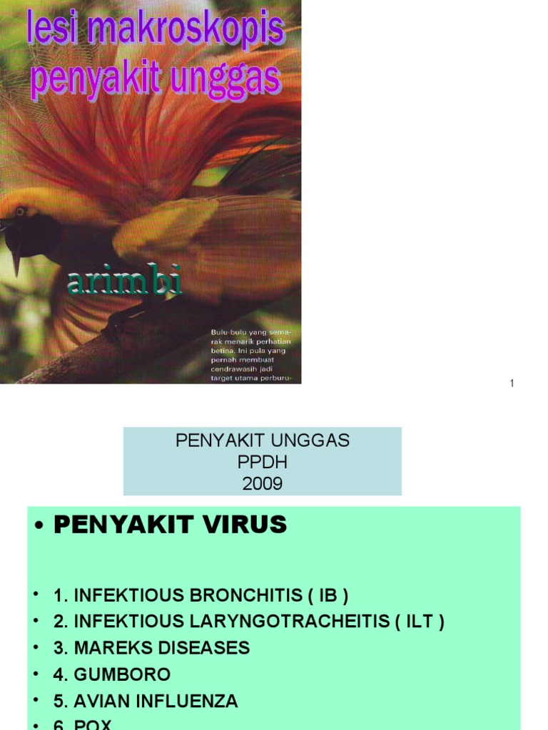 PENYAKIT UNGGAS PPDH-lesi Makros | PDF | Medical Specialties | Clinical Medicine