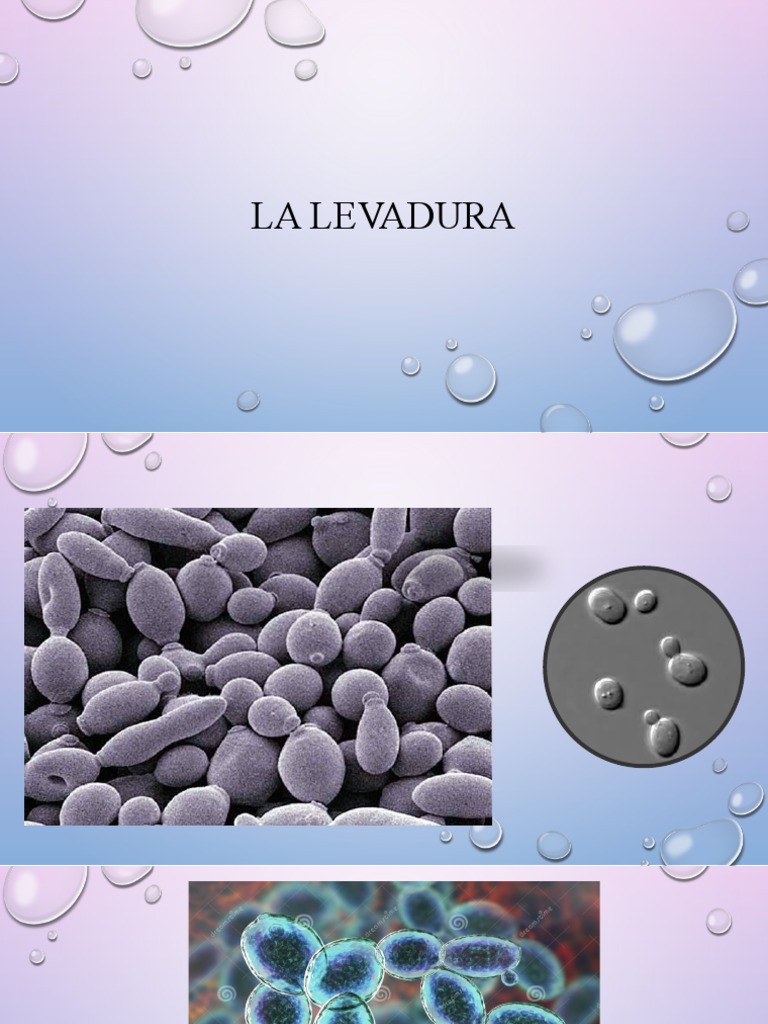 La Levadura Pdf