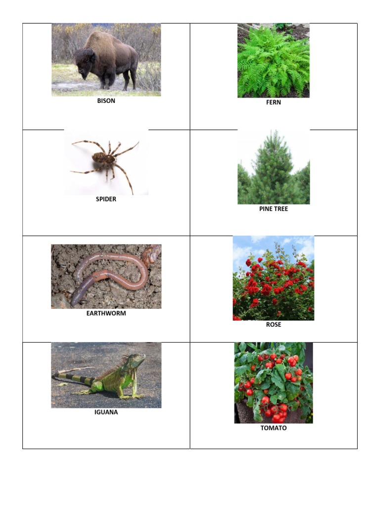 Six Kingdom Card Sort | PDF