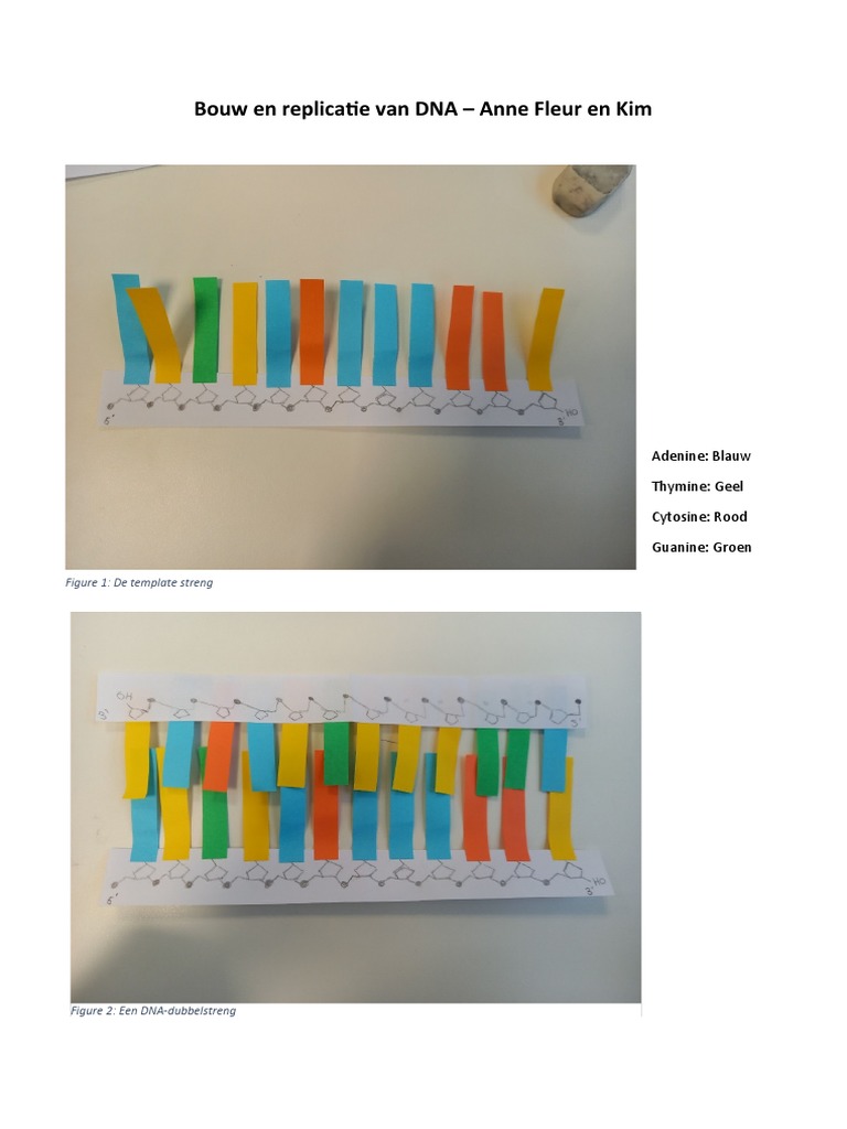 Bouw en Replicatie Van DNA | PDF