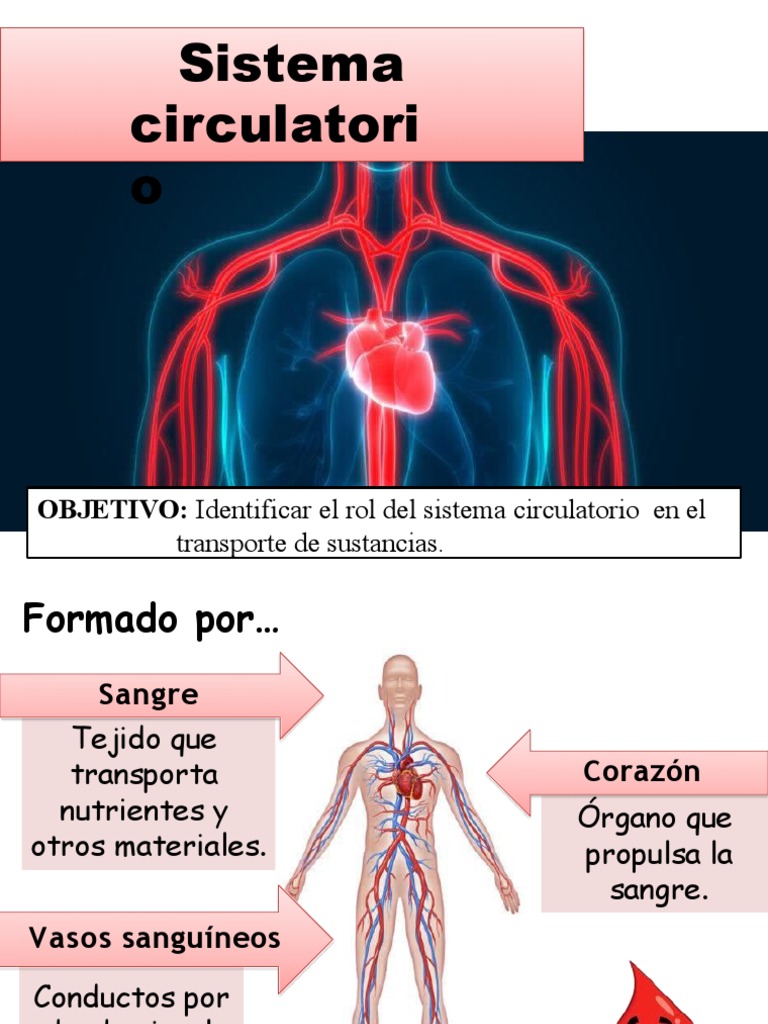 8°A Ciencias Naturales Sistema Circulatorio PPT 13 de Mayo. | PDF ...