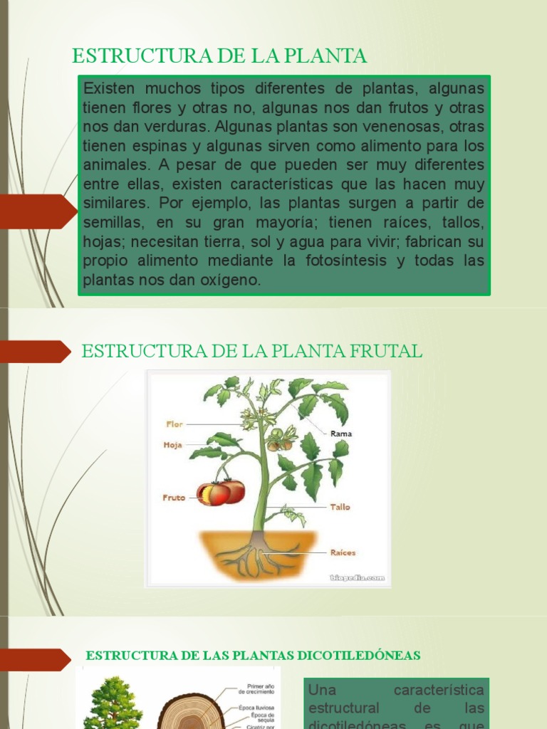 Estructura y Funciones de las Plantas | PDF | Raíz | Tallo de la planta