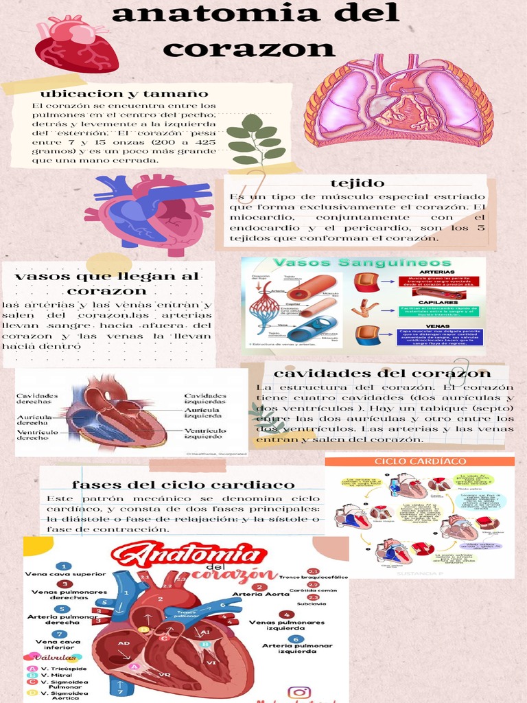 Anatomia Del Corazon | PDF