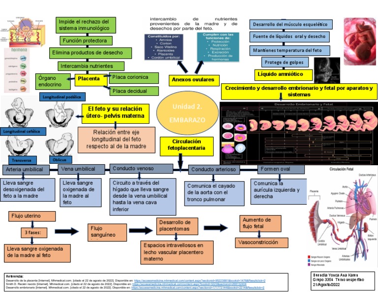 Gineco-obstetricia mapa | PDF | Feto | Vena