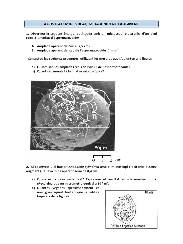 Mides Aparents i Reals | PDF