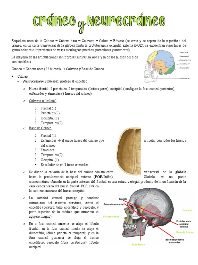 Cráneo Pdf Cráneo Sistema Esquelético