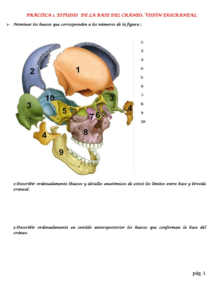 Vision Exocraneal de La Base Del Cráneo | PDF