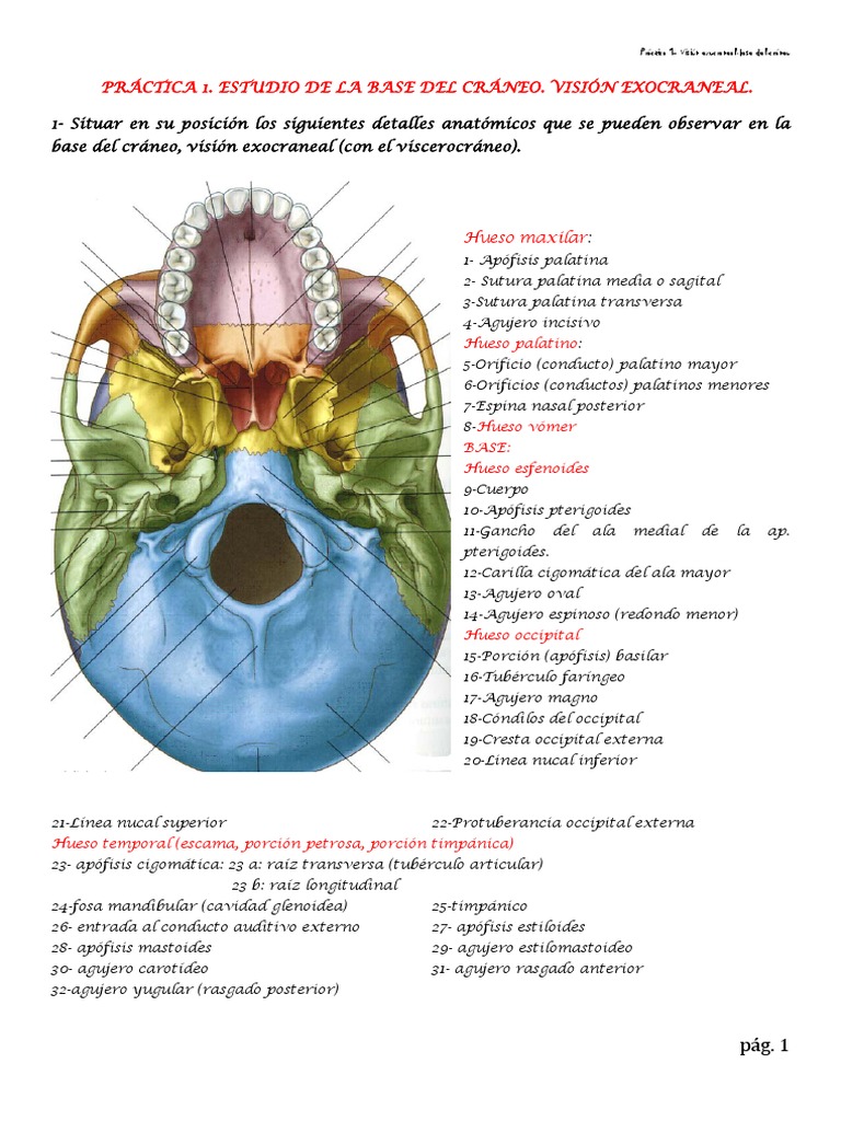P-1B Estudio de La Base Del Craneo - Vision Exocraneal | PDF | Anatomía ...