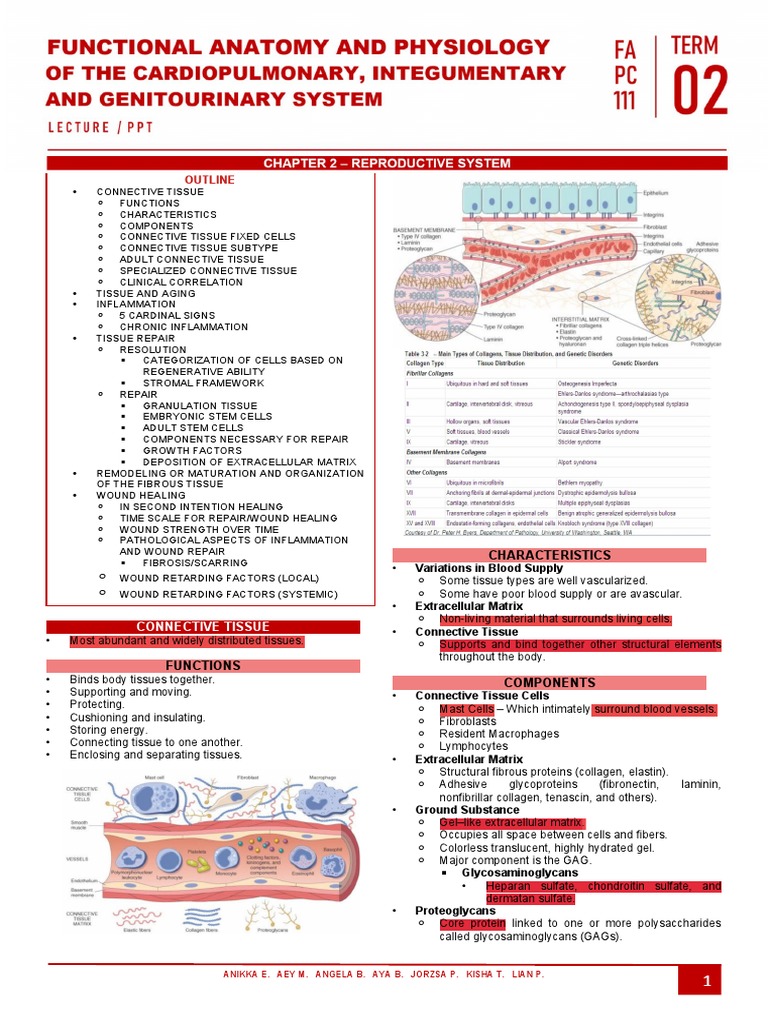 Epithelial Tissue and Wound Healing | PDF | Wound Healing ...