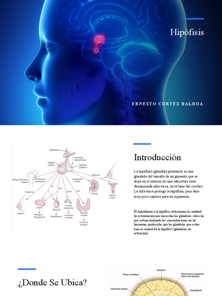 fUNCION DE La Hipófisis | PDF | Glándula pituitaria | Hipotálamo