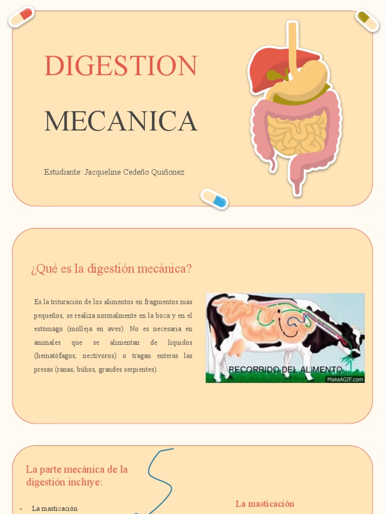 Digestion Mecanica | PDF