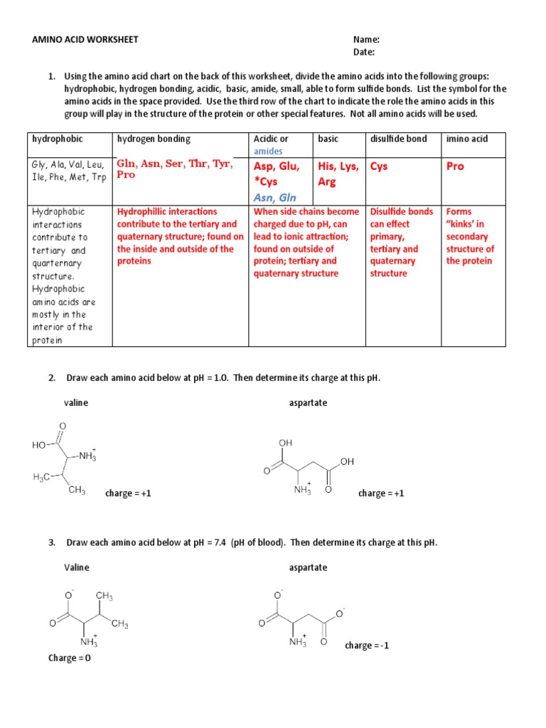 Amino Acid Study Guide | PDF | Amino Acid | Proteins