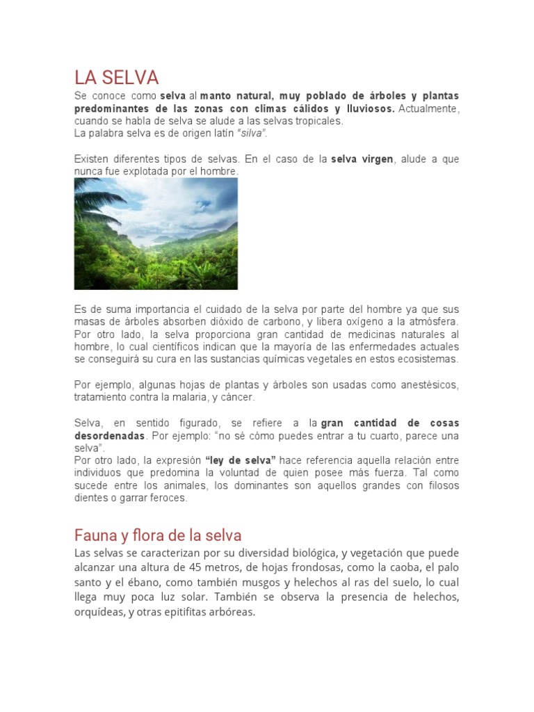 Tipos y características de la selva | PDF | Selva | Arboles