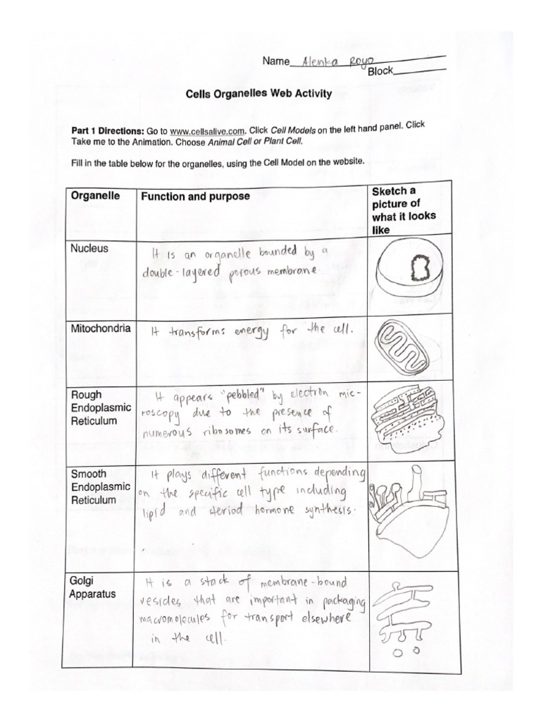 Cells Organelles Web Activity | PDF