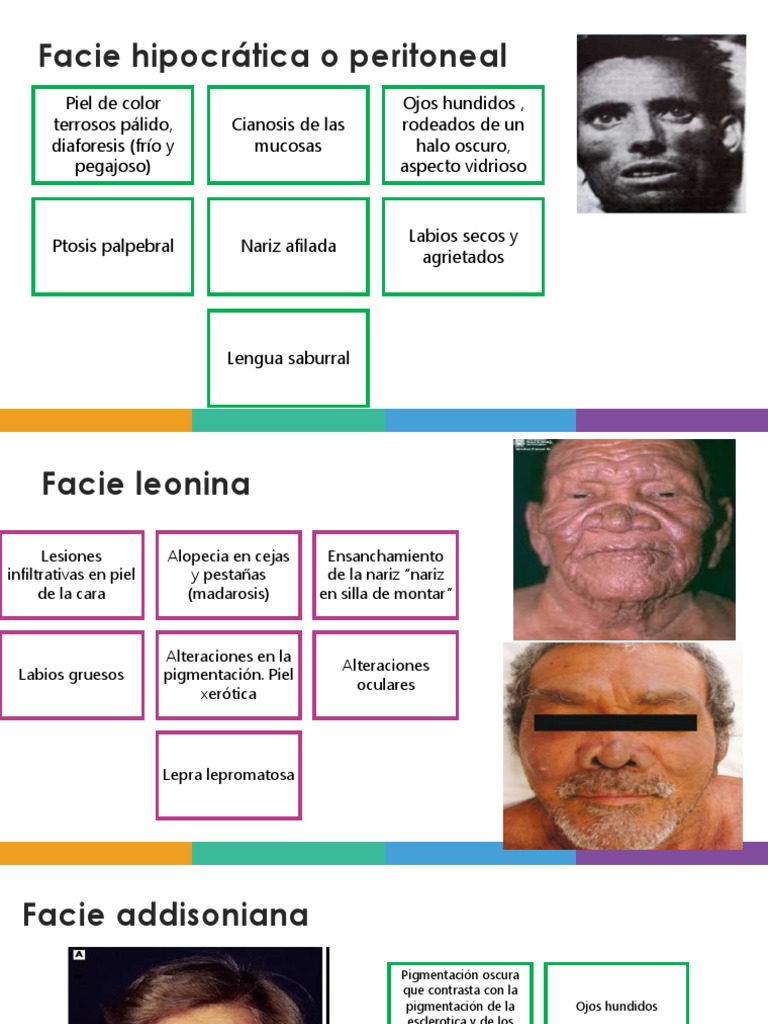 Habitus Exterior - Parte 2 | PDF | Cuerpo humano | Cabeza y cuello humanos