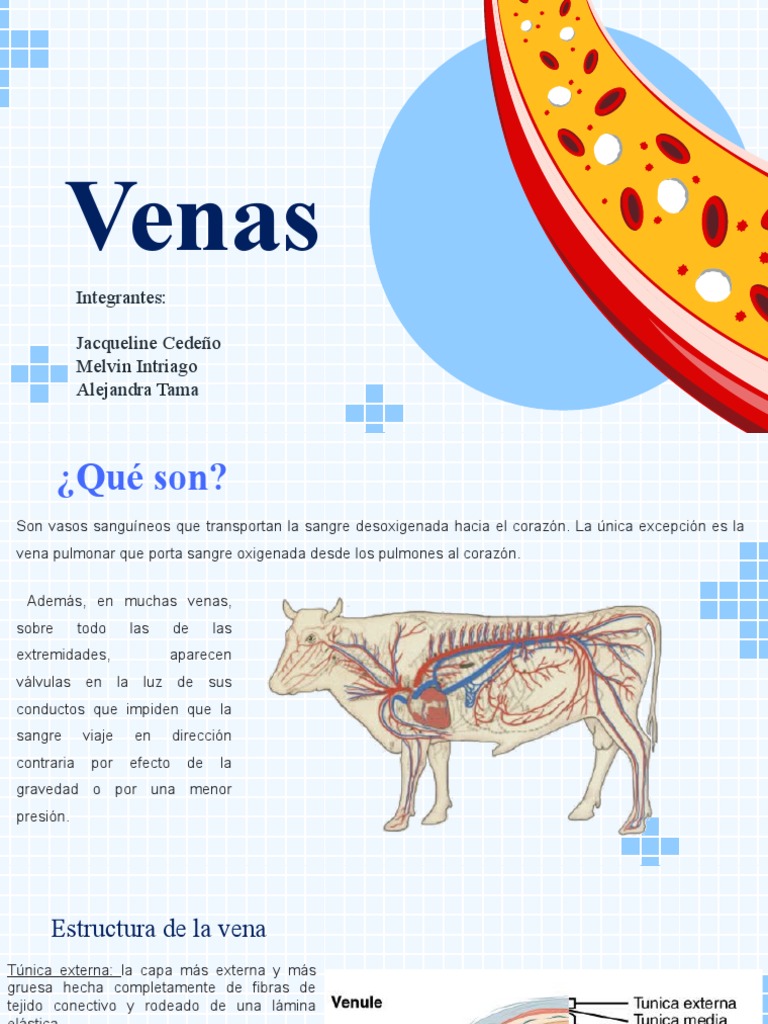 Estructura y función de las venas en bovinos | PDF | Vena | Sistema ...