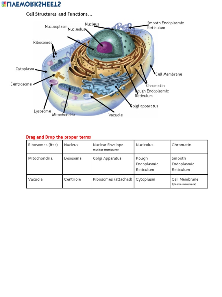 Cell Quiz | PDF | Cell (Biology) | Cytoplasm