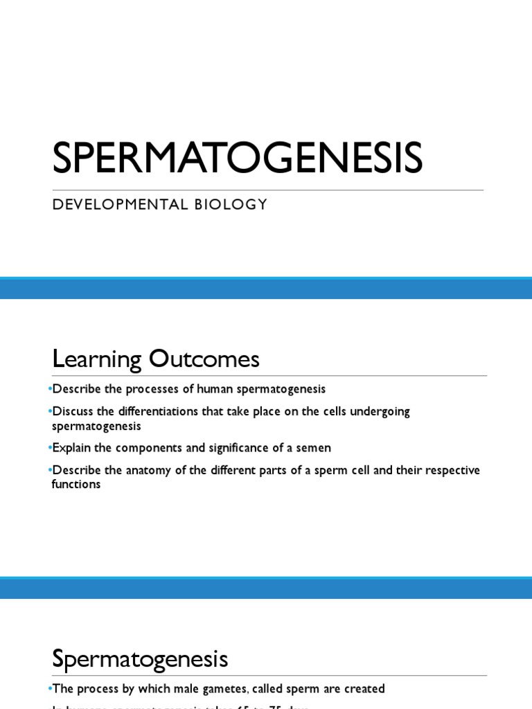 Spermatogenesis PPT | Download Free PDF | Meiosis | Semen