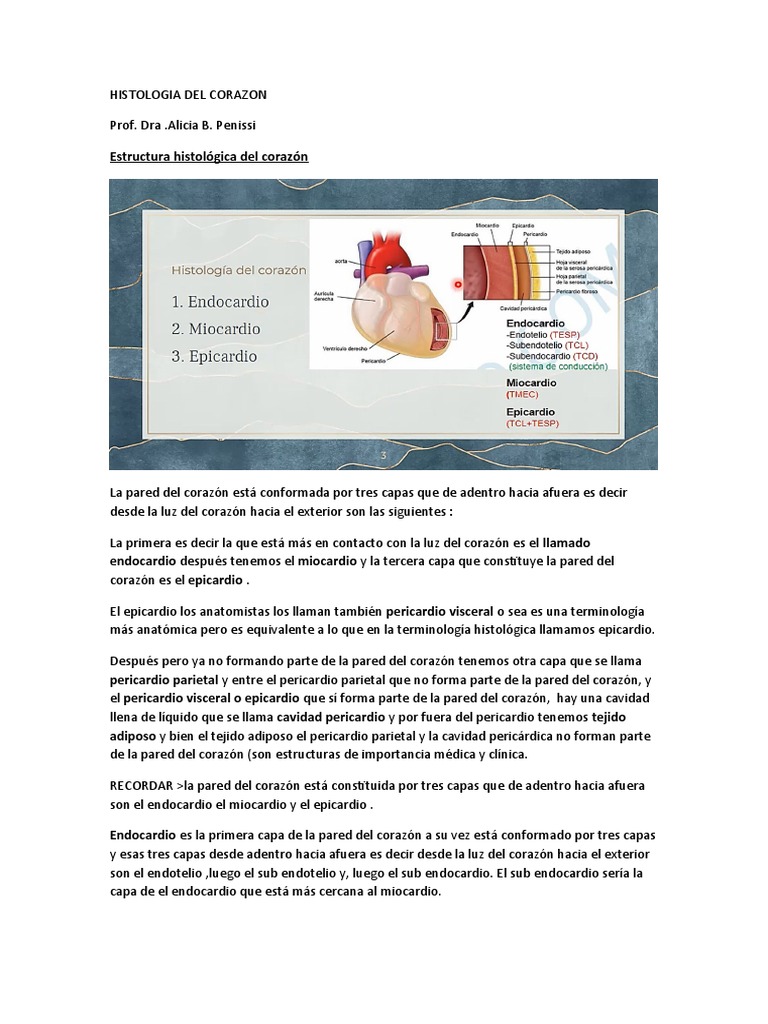La estructura histológica de la pared del corazón: una descripción ...