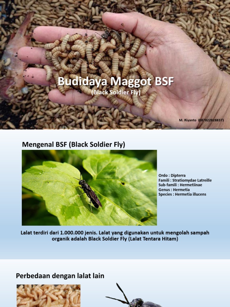 Budidaya Maggot BSF | PDF