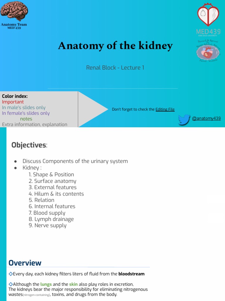 1 - Anatomy of The Kidney | PDF | Kidney | Medical Specialties