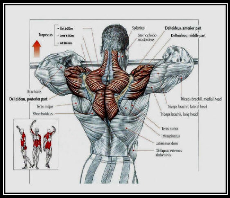 Upright Rows | PDF