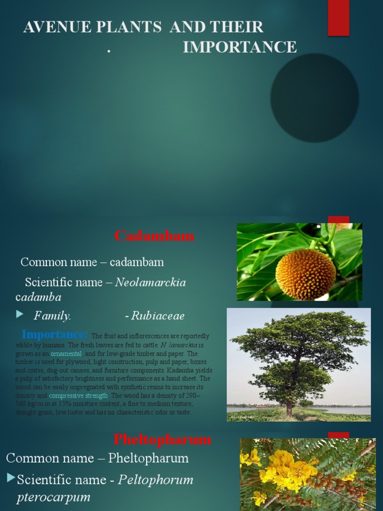 Avenue Plants | PDF | Botany | Plants