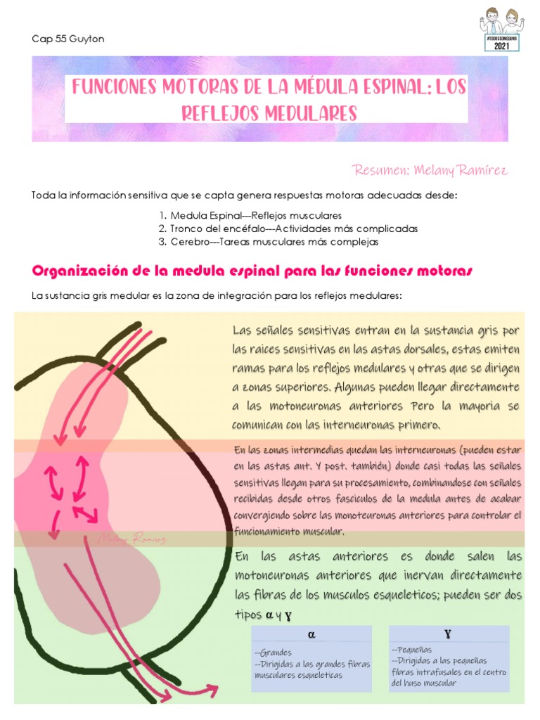 Cap 55 Guyton | PDF | Médula espinal | Materia gris