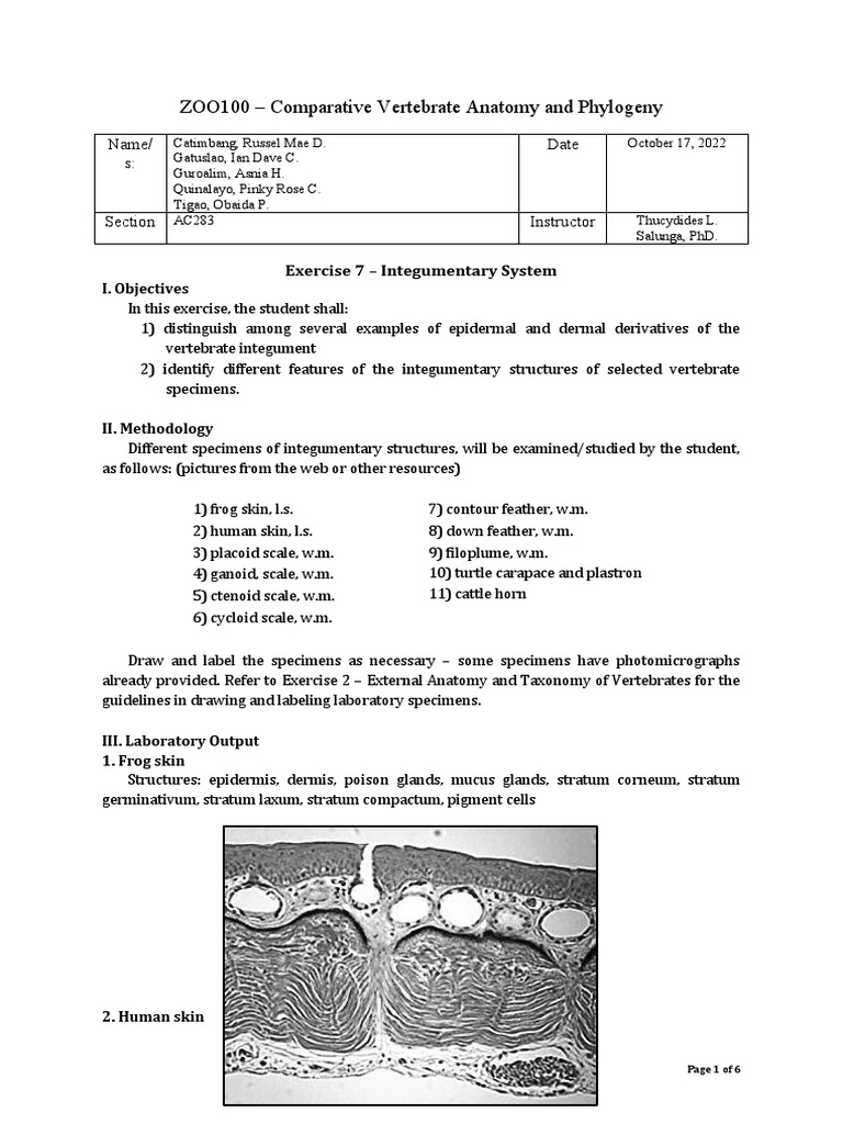 Exercise 7 - Integumentary System | PDF | Integumentary System | Skin