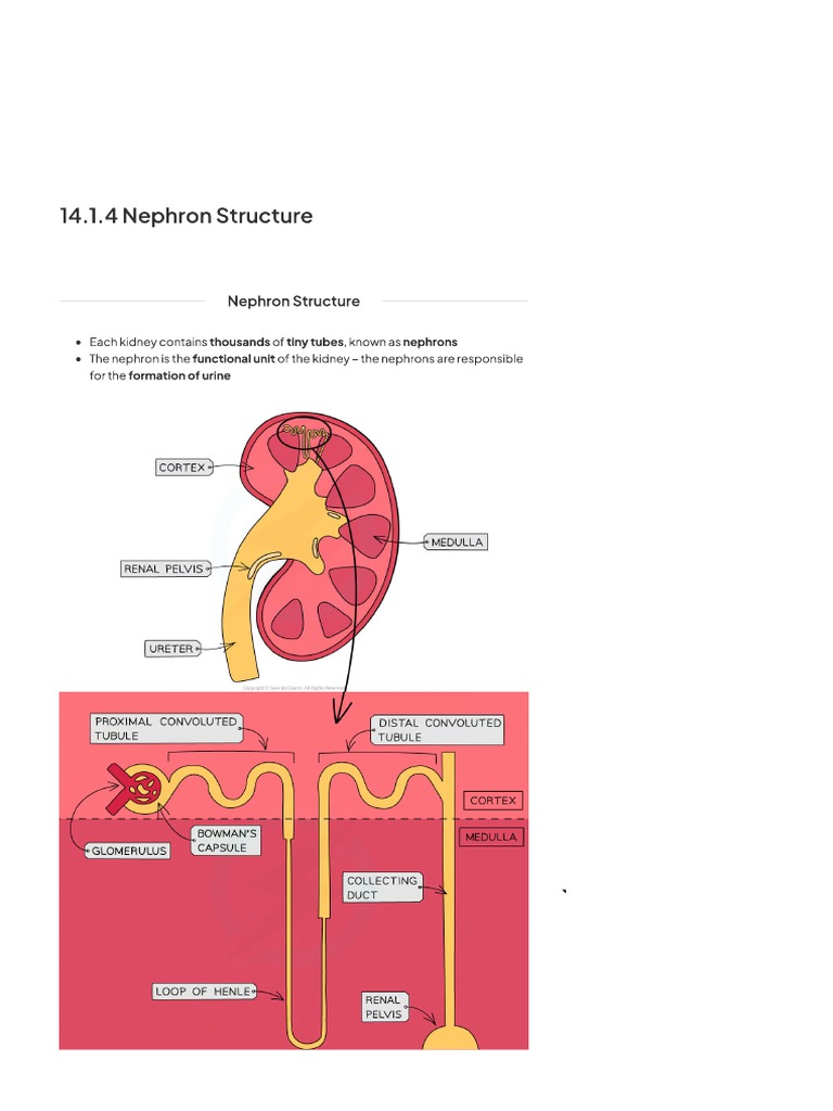 CIE A Level Biology Revision Notes on Nephron Structure | PDF | Biology ...