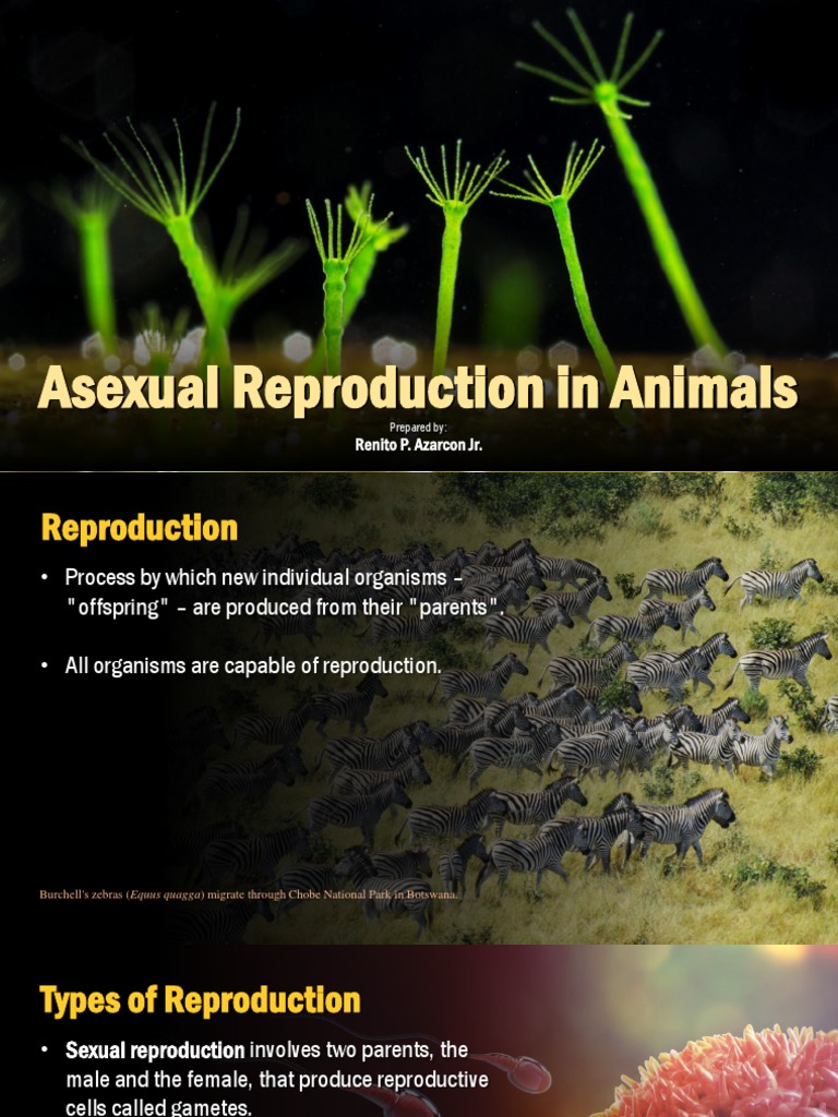 Asexual Reproduction in Animals | PDF | Sexual Reproduction | Reproduction
