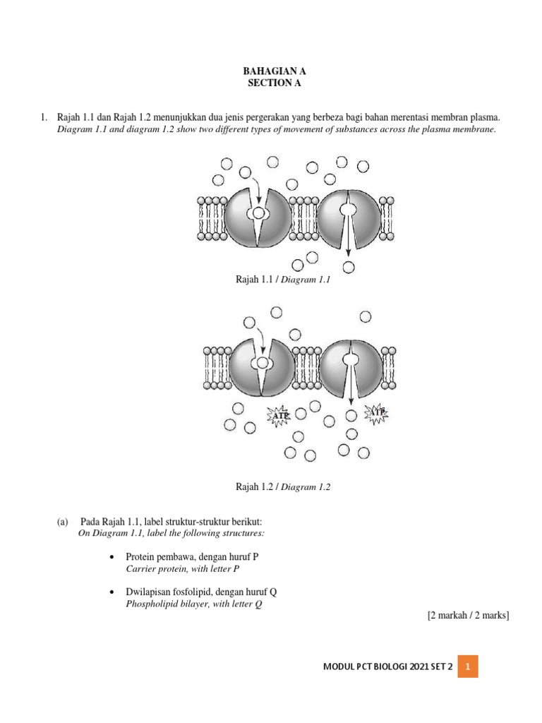 Soalan Set 2 | PDF | Cell Membrane | Ovary