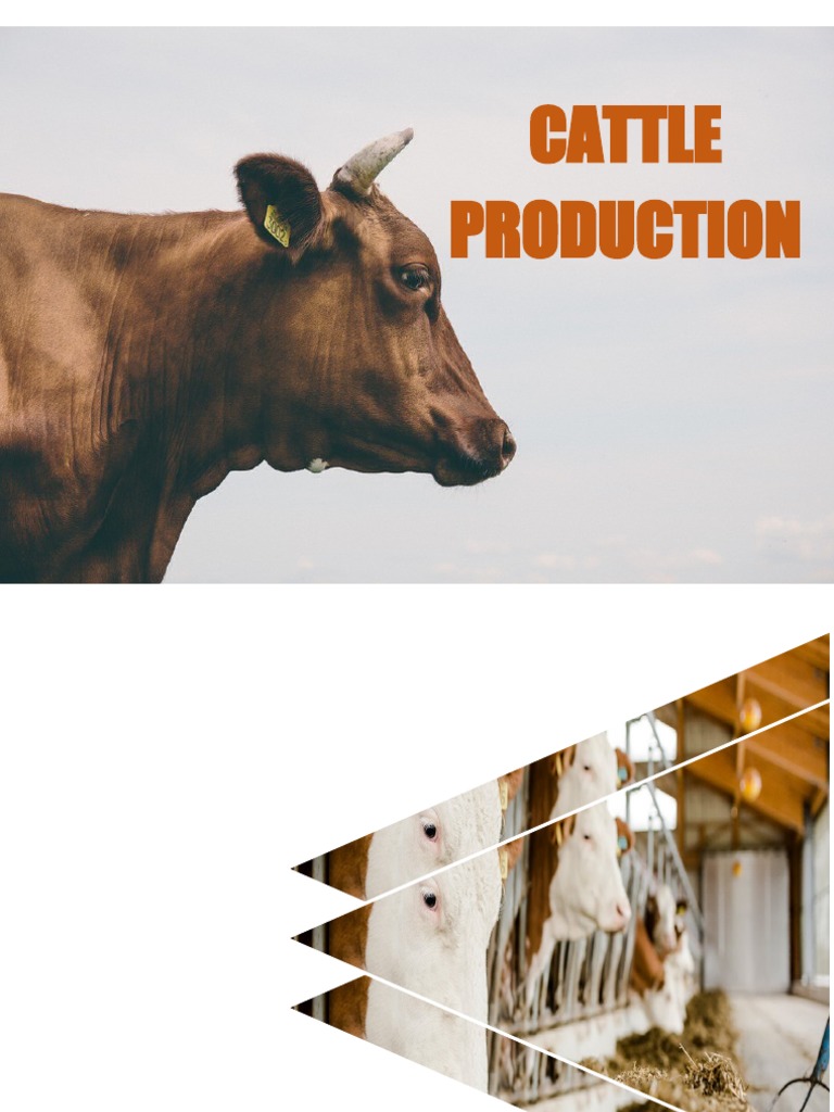 Cattle | PDF | Cattle | Agriculture