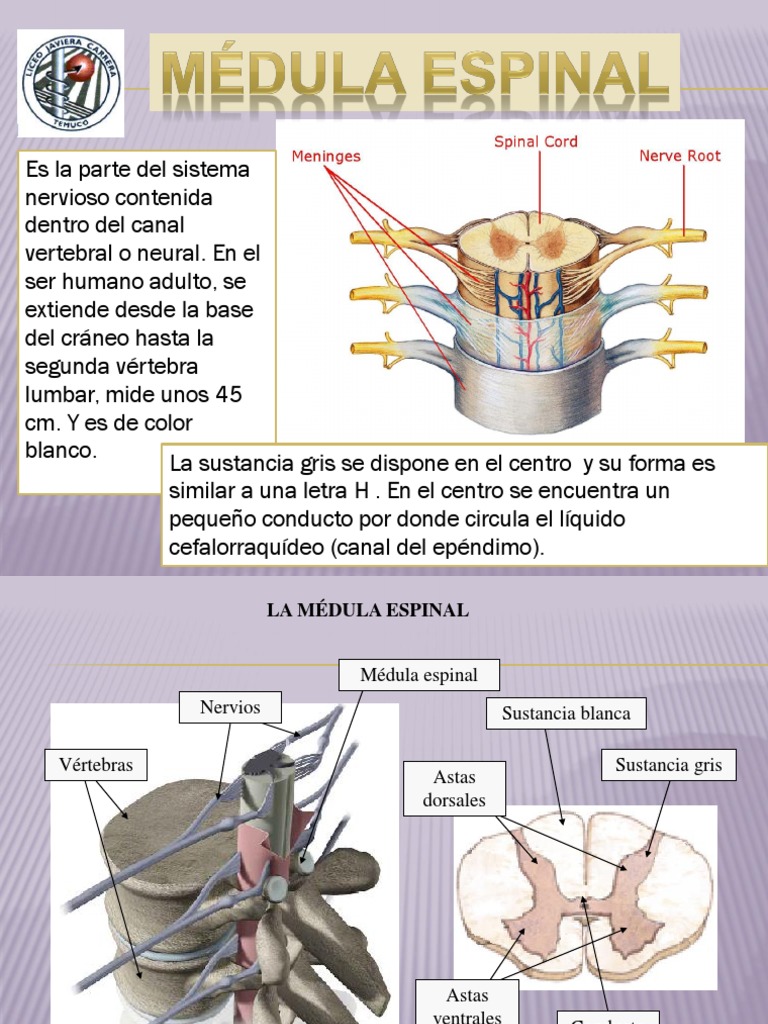 Medula Espinal Mat Apoyo | PDF | Médula espinal | Sistema nervioso