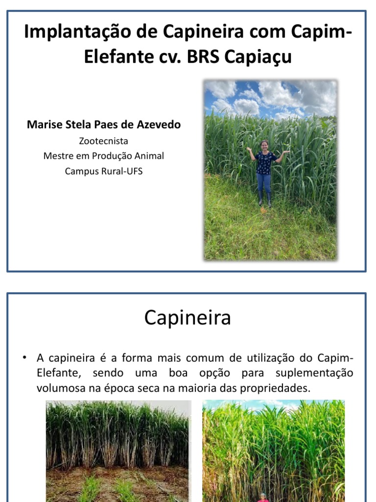 Implantação de Capineira Com Capim-Elefante CV | PDF | Solo | Agricultura