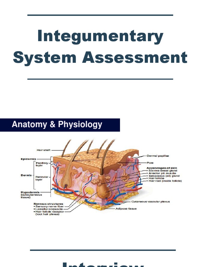 L2 Integumentary Assessment.pdf | PDF | Nail (Anatomy) | Hair