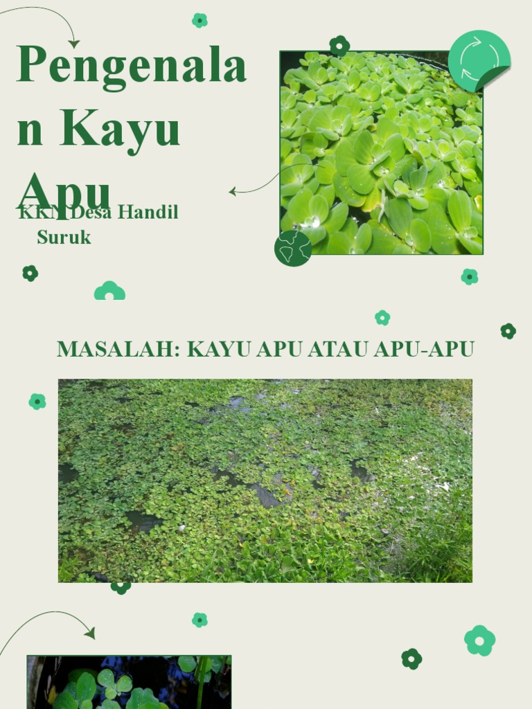 Pengenalan Kayu Apu-Apu | PDF