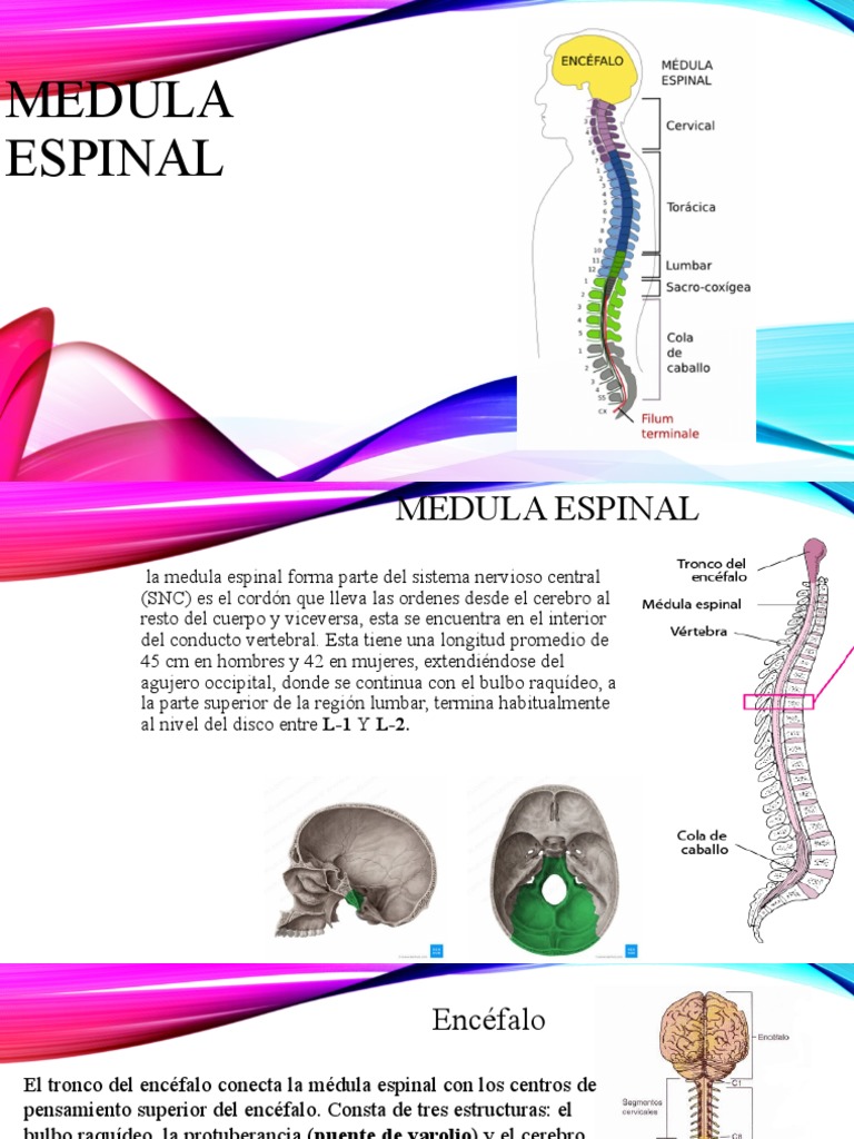 Anatomía de la Médula Espinal y Tronco Encefálico | PDF | Médula ...