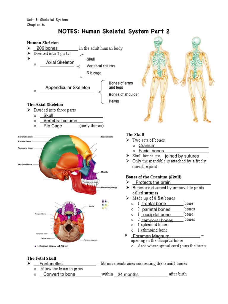 Skeletal - System - PT - 2 - Fill - in - Student - kd15 | PDF | Skull ...