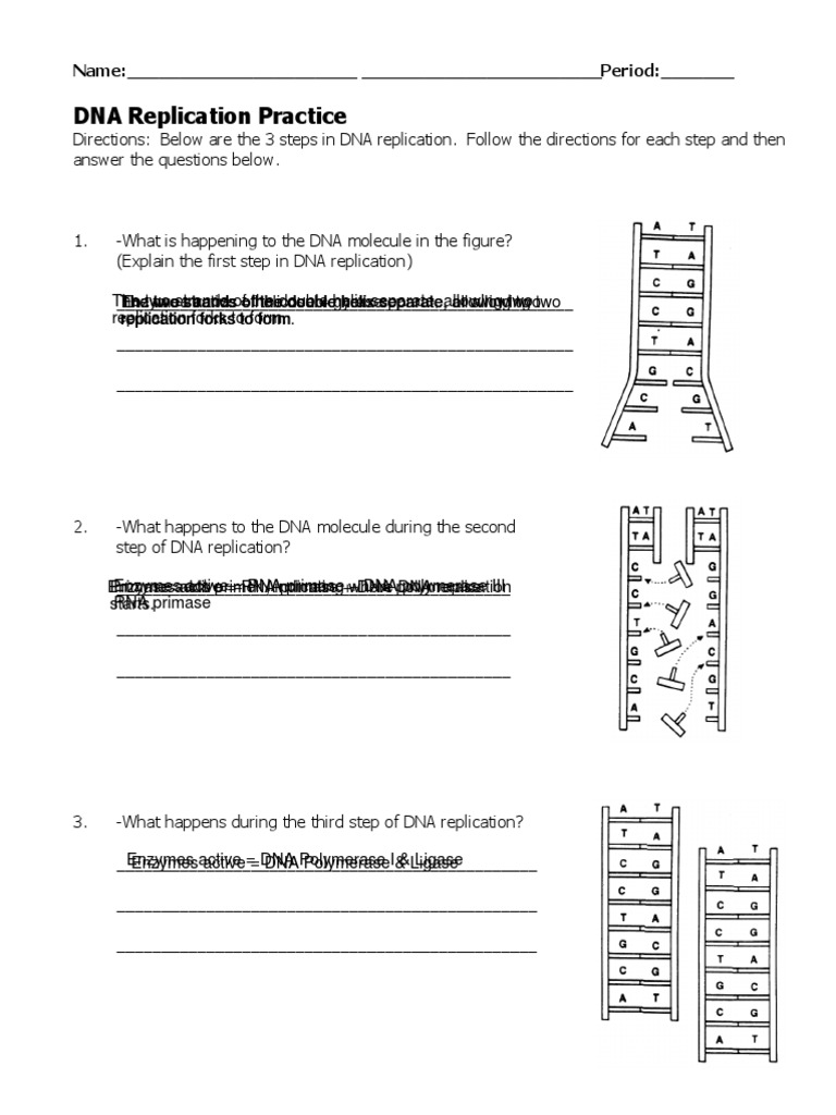 DNA Replication Worksheet 2-16-2023 2 | PDF | Dna Replication | Dna