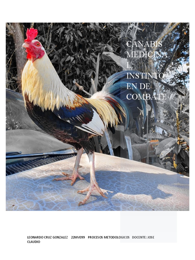 Canabis Medicinal en Aves de Combate - LEO CG | PDF | Cannabis (Droga ...
