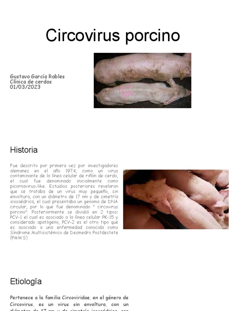 Circovirus Porcino: Epidemiología y Patogénesis | PDF | Virus | Infección