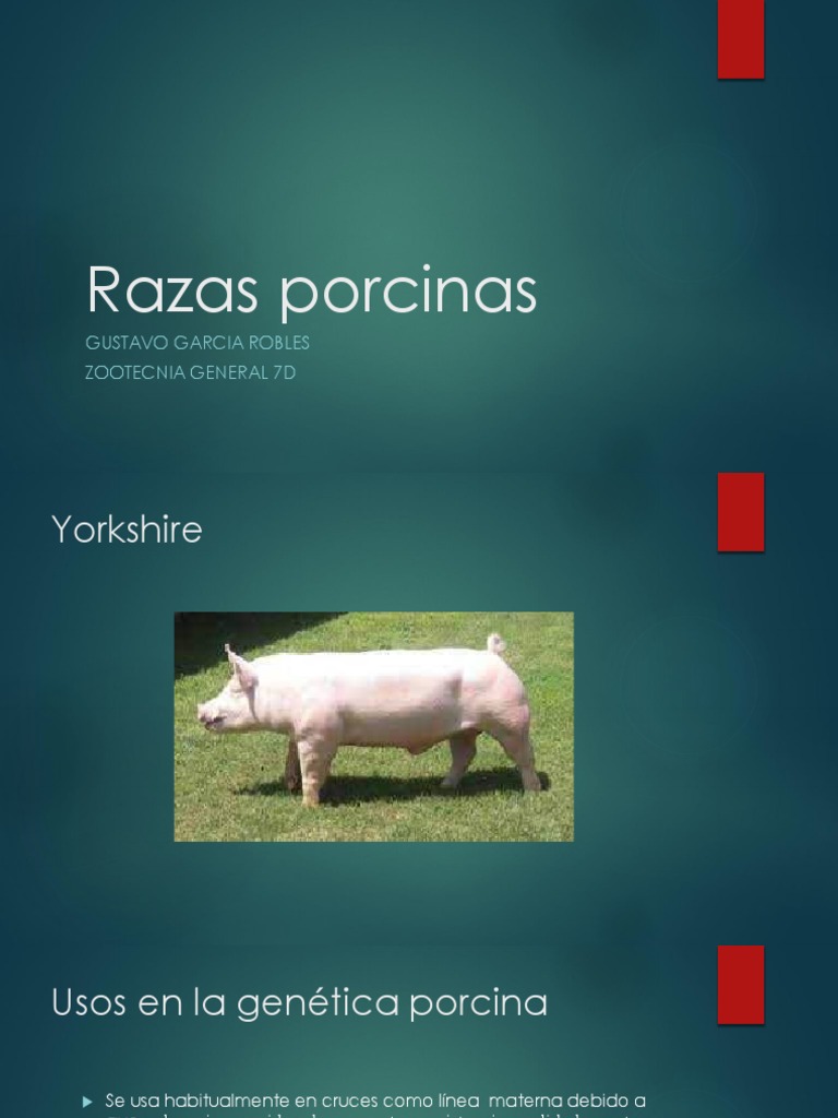 Razas Porcinas | PDF | Cerdo | Carne