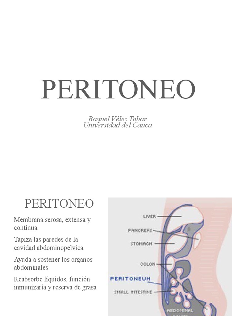 Anatomía del Peritoneo | PDF | Peritoneo | Abdomen