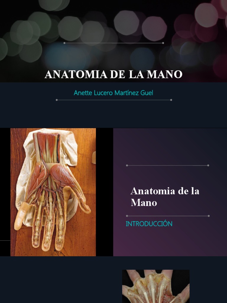 Anatomia de La Mano | PDF