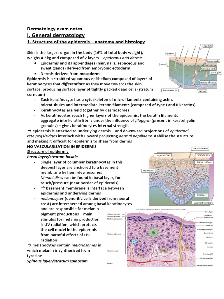 Dermatology and Venerology Notes 4 | PDF | Epidermis | Skin
