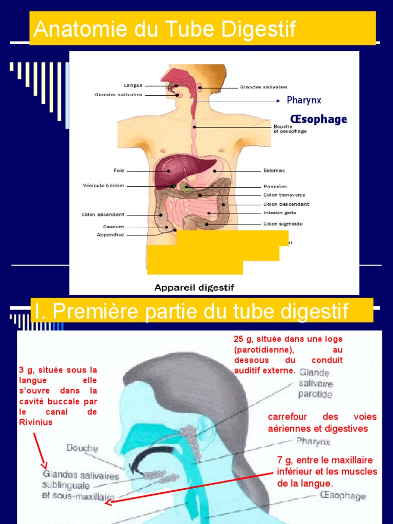 1 Er Cours Anatomie Du Tube Digestif 2022 | PDF | Gros intestin | Langue