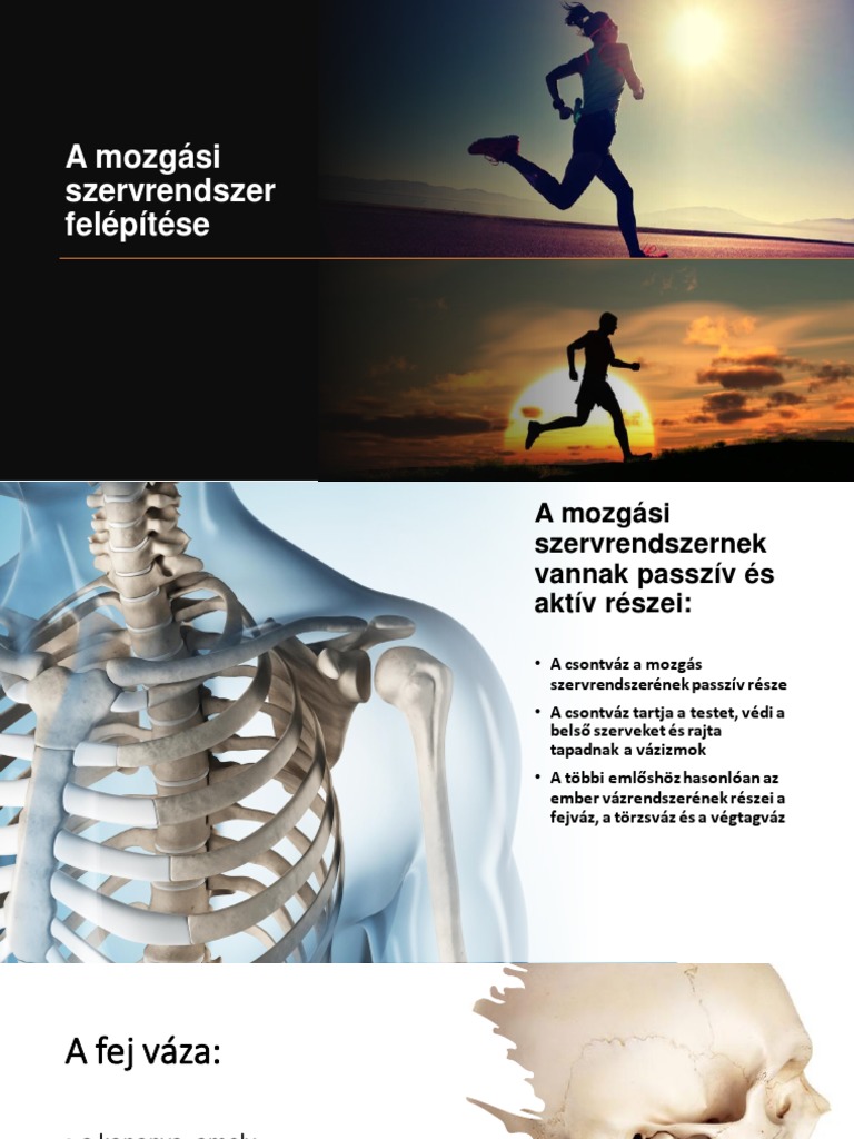 A Mozgási Szervrendszer Felépítése PDF | PDF