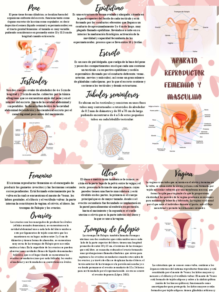 Aparato Reproductor Femenino y Masculino PDF | PDF | Vagina | Sistema ...